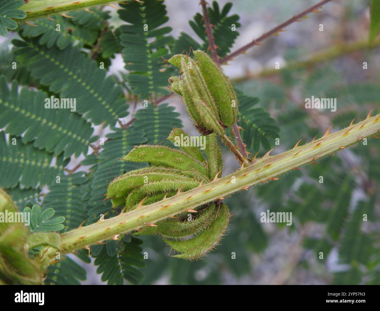 giant false sensitive plant (Mimosa diplotricha Stock Photo - Alamy
