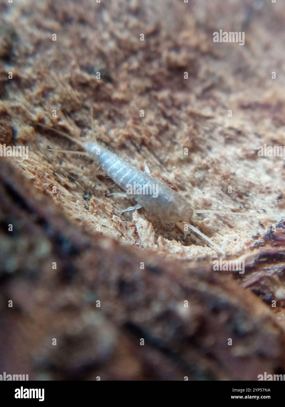 Common Silverfish (Lepisma saccharinum Stock Photo - Alamy