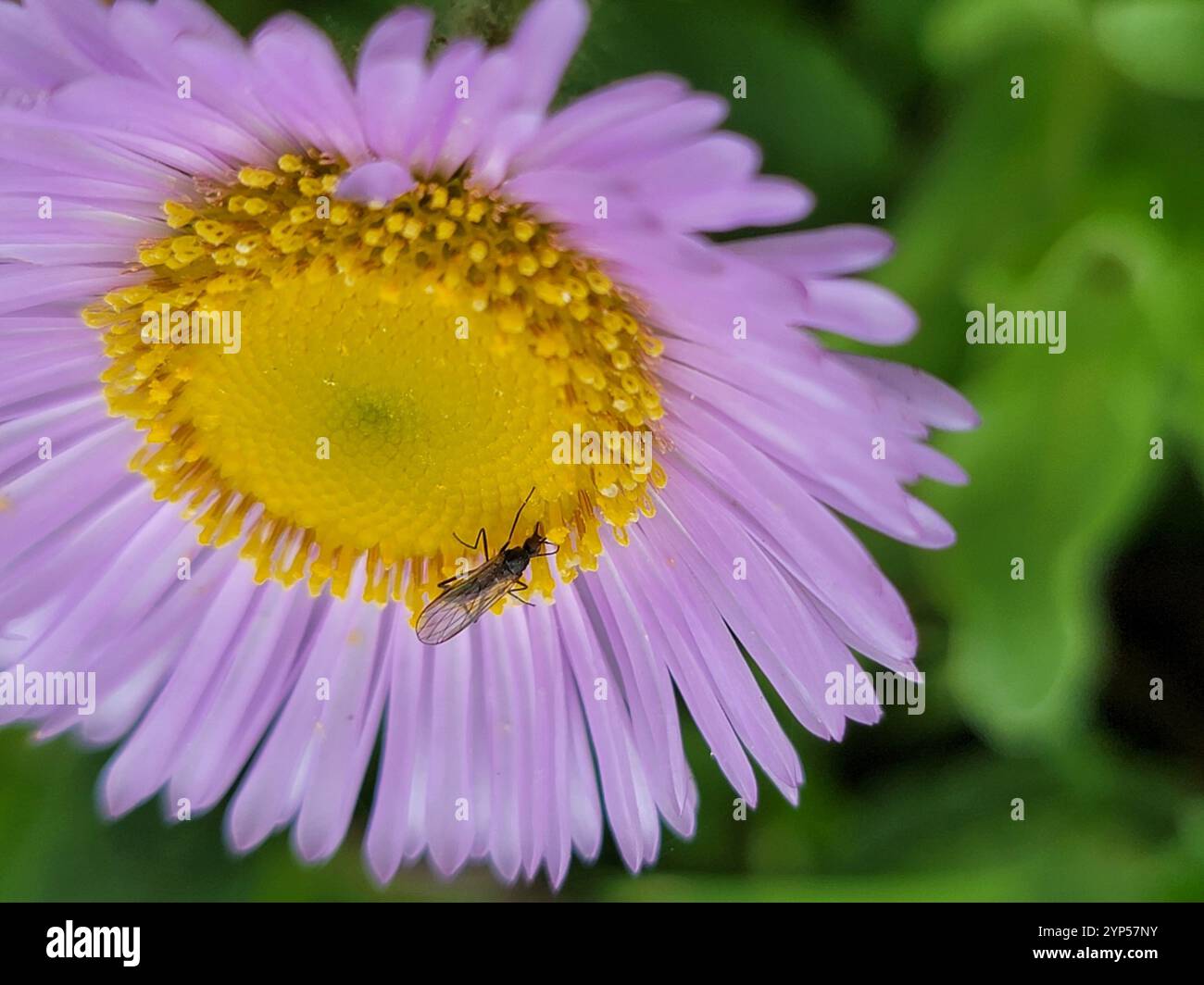 Dance Flies, Long-legged Flies, and Allies (Empidoidea Stock Photo - Alamy