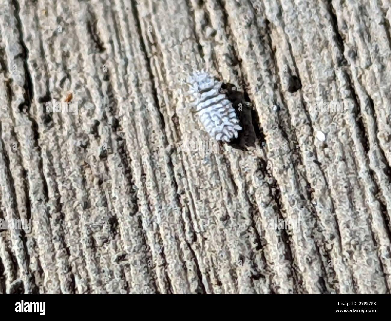 Mealybug Destroyer (Cryptolaemus montrouzieri Stock Photo - Alamy