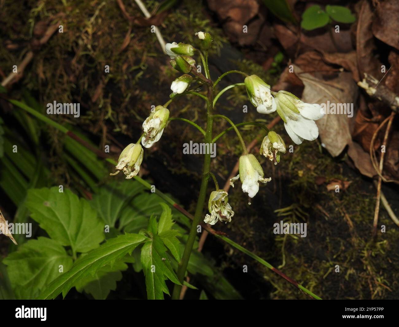 Two-leaved Toothwort (Cardamine diphylla Stock Photo - Alamy