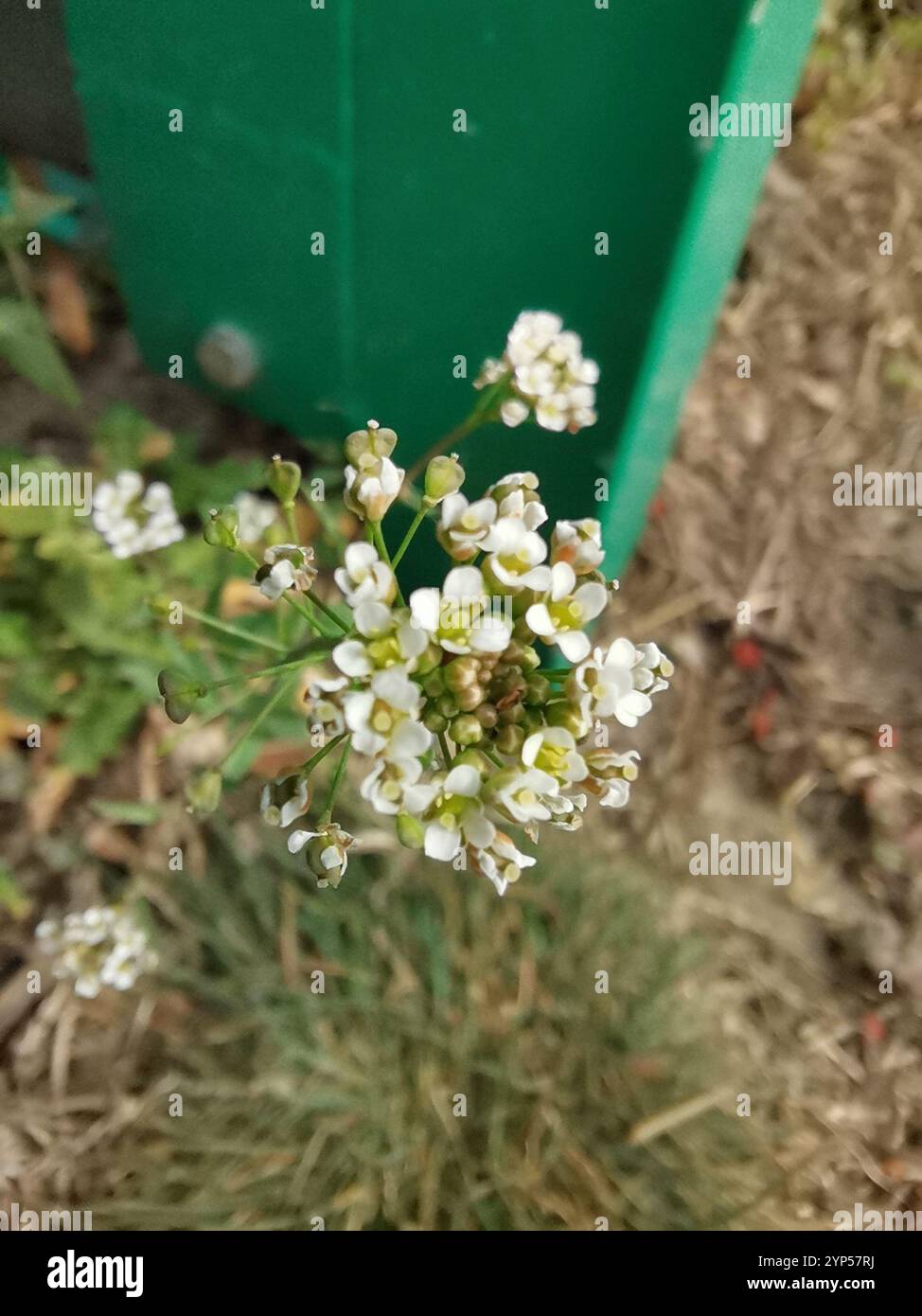 shepherd's-purse (Capsella bursa-pastoris Stock Photo - Alamy