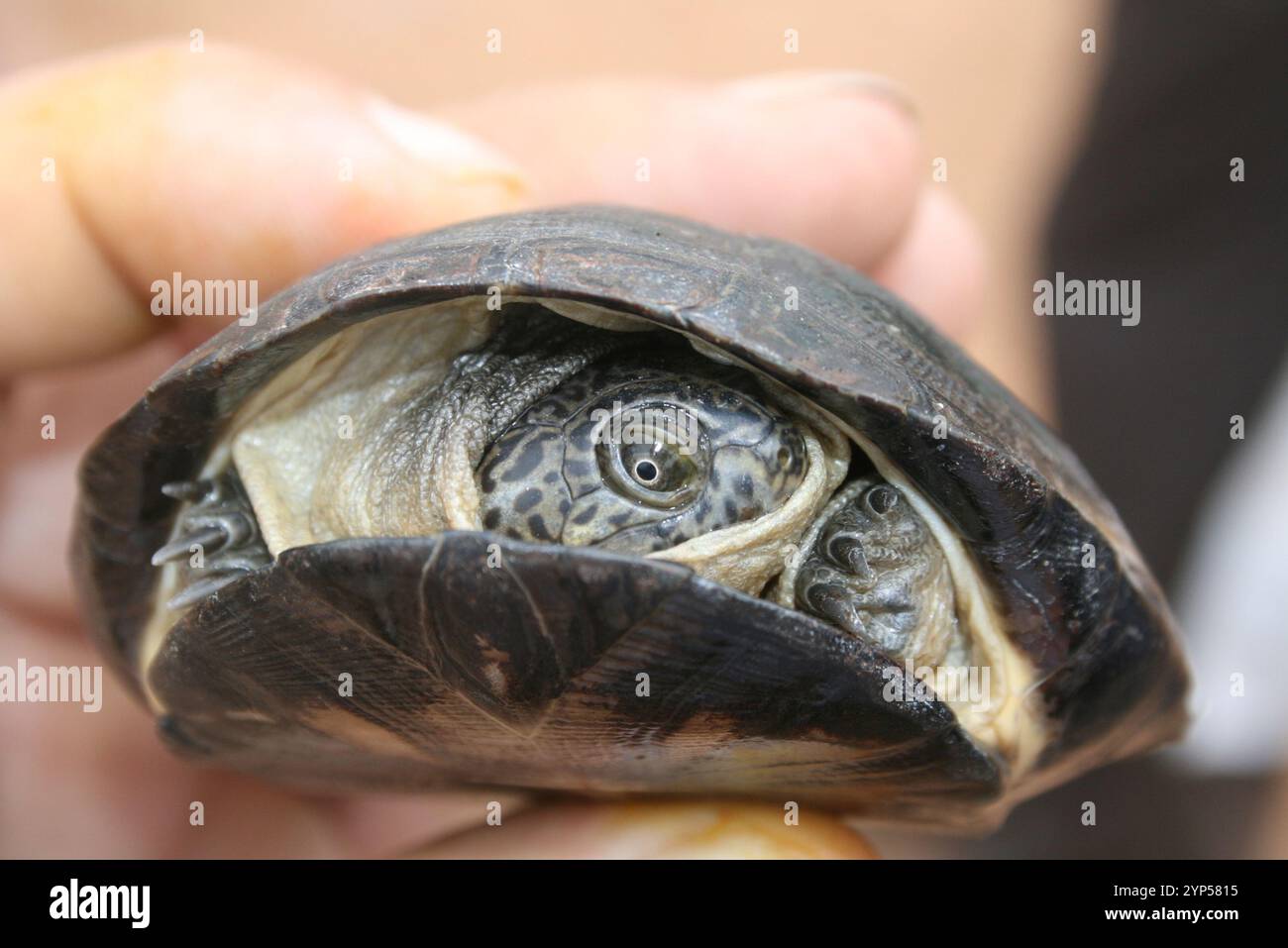 West african mud turtle pelusios hi-res stock photography and images ...
