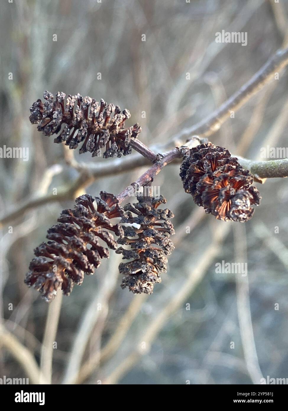 smooth alder (Alnus serrulata Stock Photo - Alamy