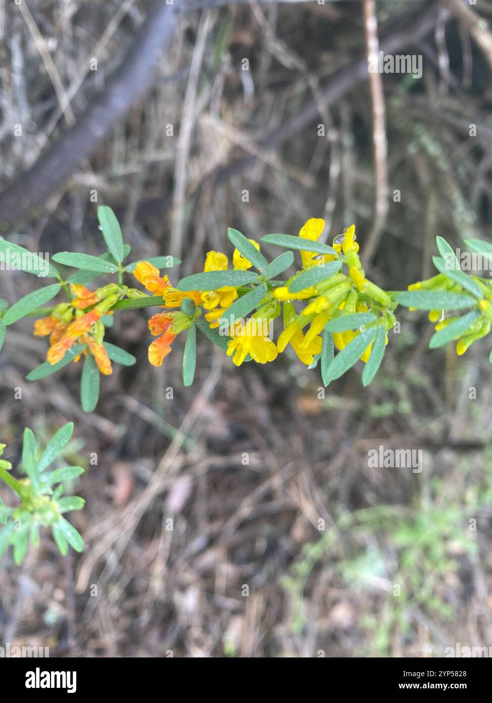 deerweed (Acmispon glaber Stock Photo - Alamy