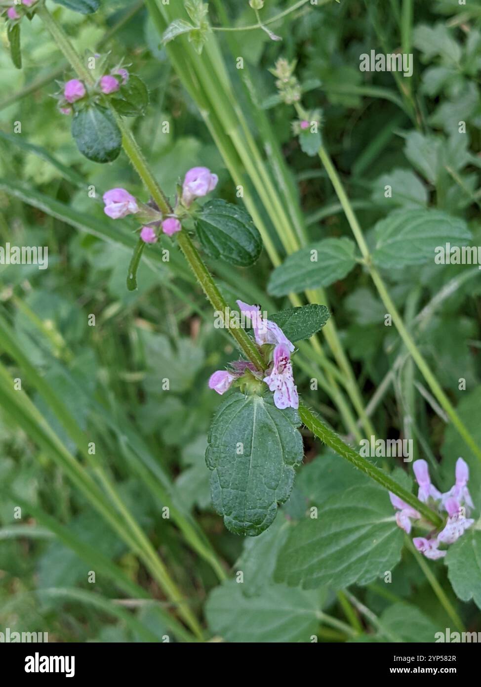 Rough Hedgenettle (Stachys rigida Stock Photo - Alamy