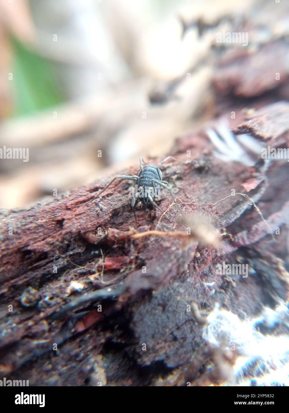 Lugubre hi-res stock photography and images - Alamy