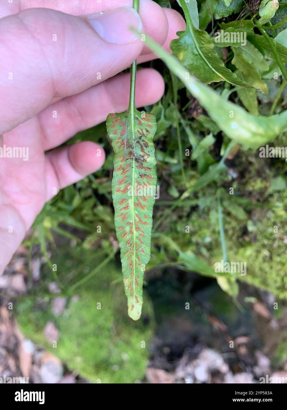 walking fern (Asplenium rhizophyllum Stock Photo - Alamy