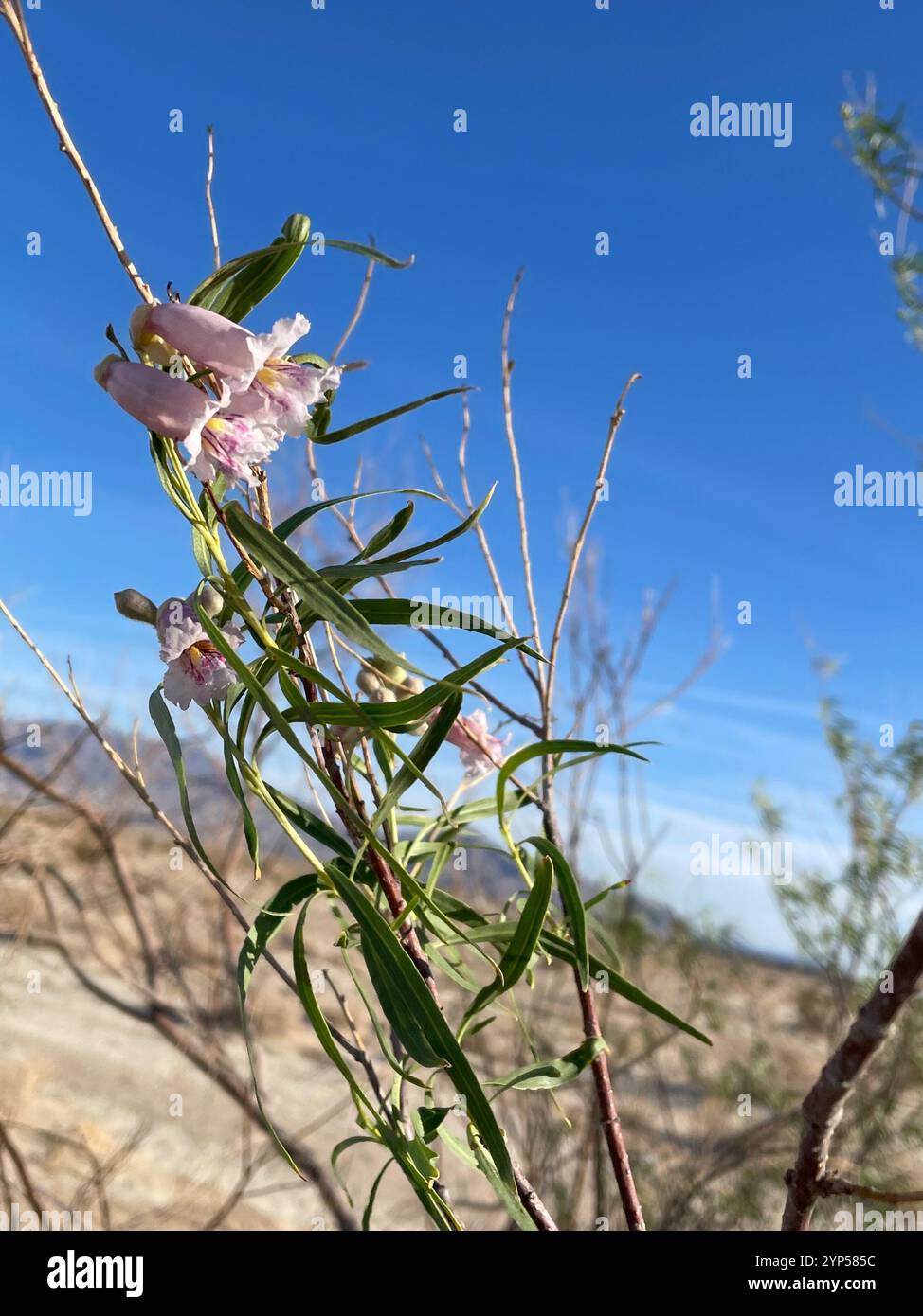 desert willow (Chilopsis linearis Stock Photo - Alamy