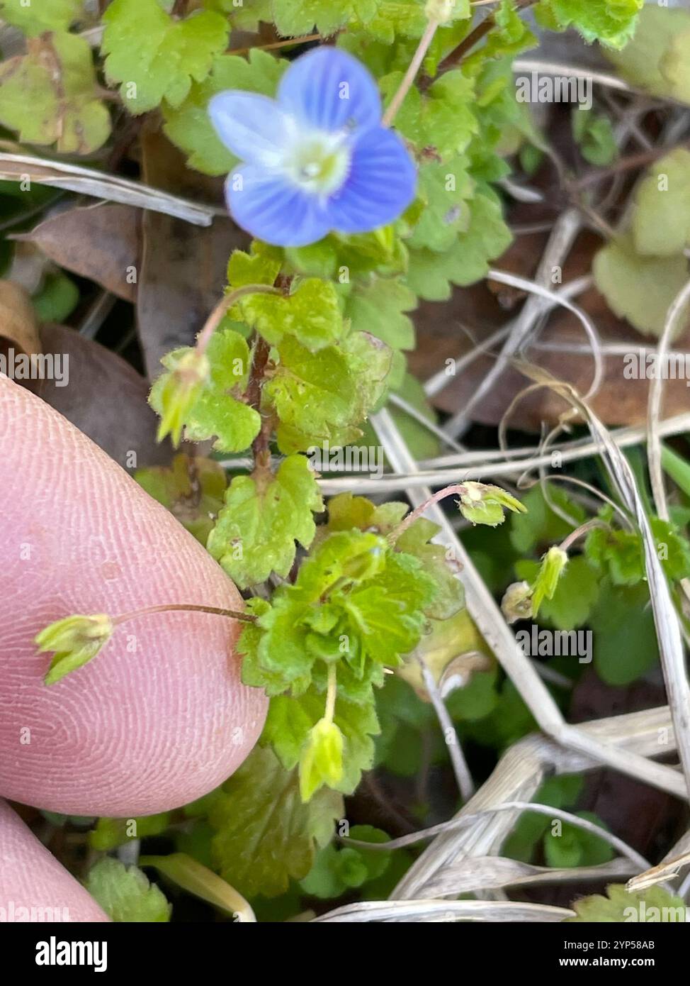 bird's-eye speedwell (Veronica persica Stock Photo - Alamy