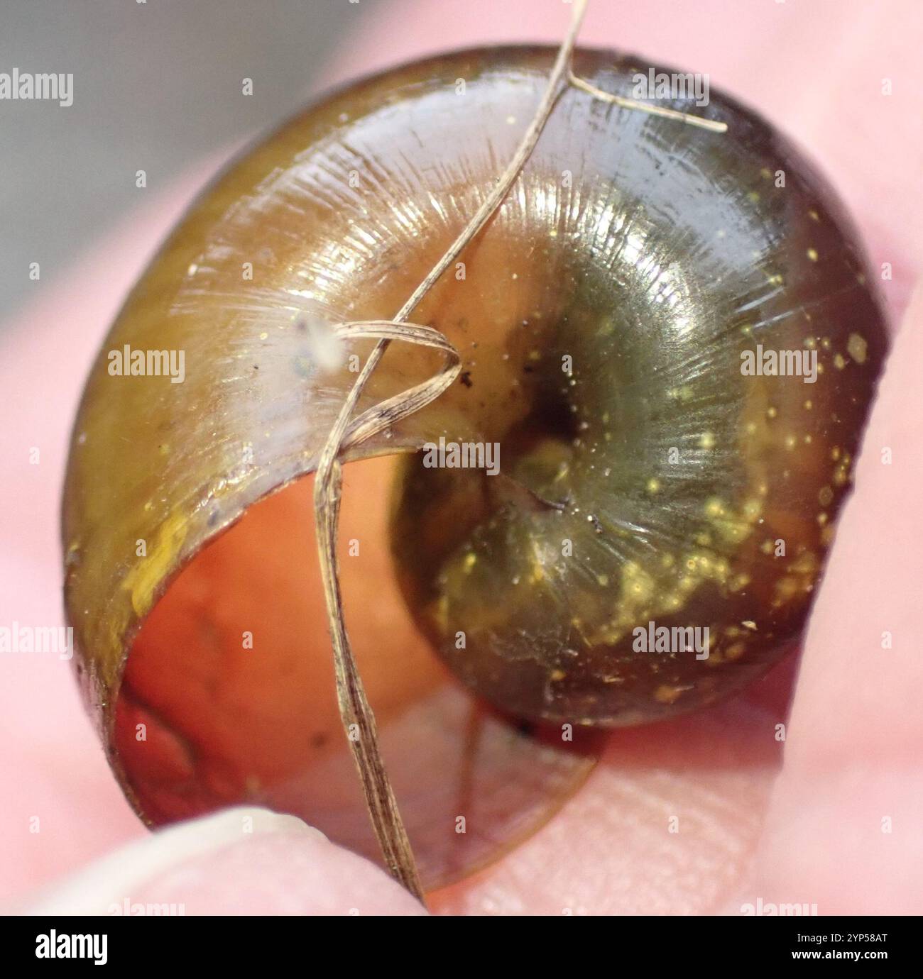 North Tasmanian Black Snail (Victaphanta lampra Stock Photo - Alamy