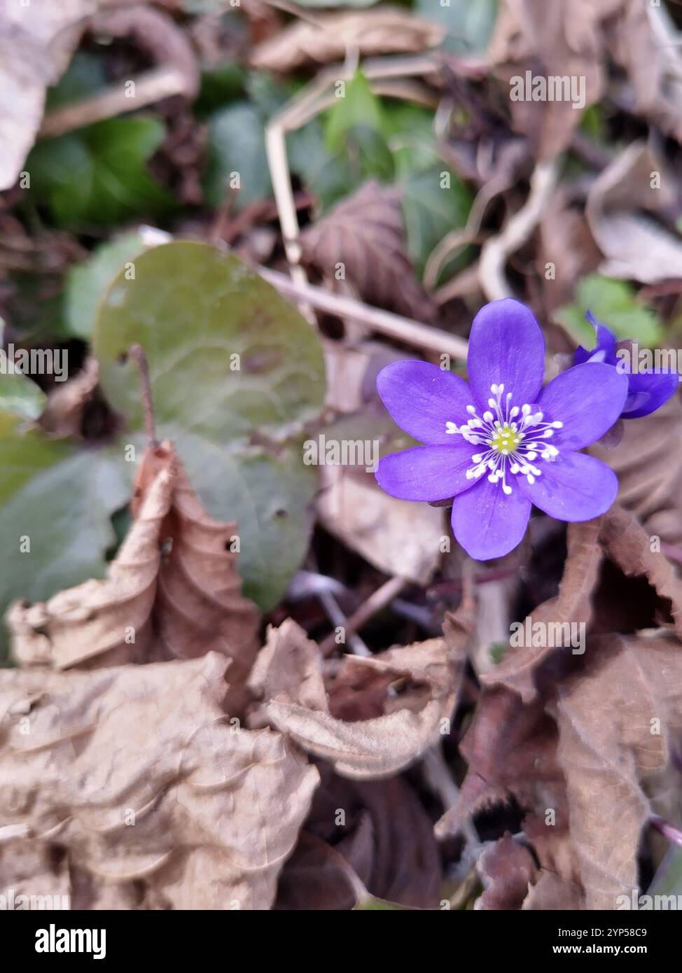 Liverleaf (Hepatica nobilis Stock Photo - Alamy