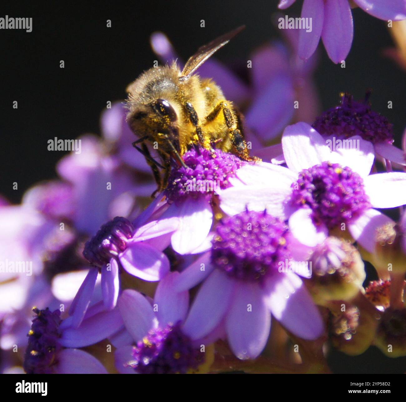 Western Honey Bee (Apis mellifera Stock Photo - Alamy