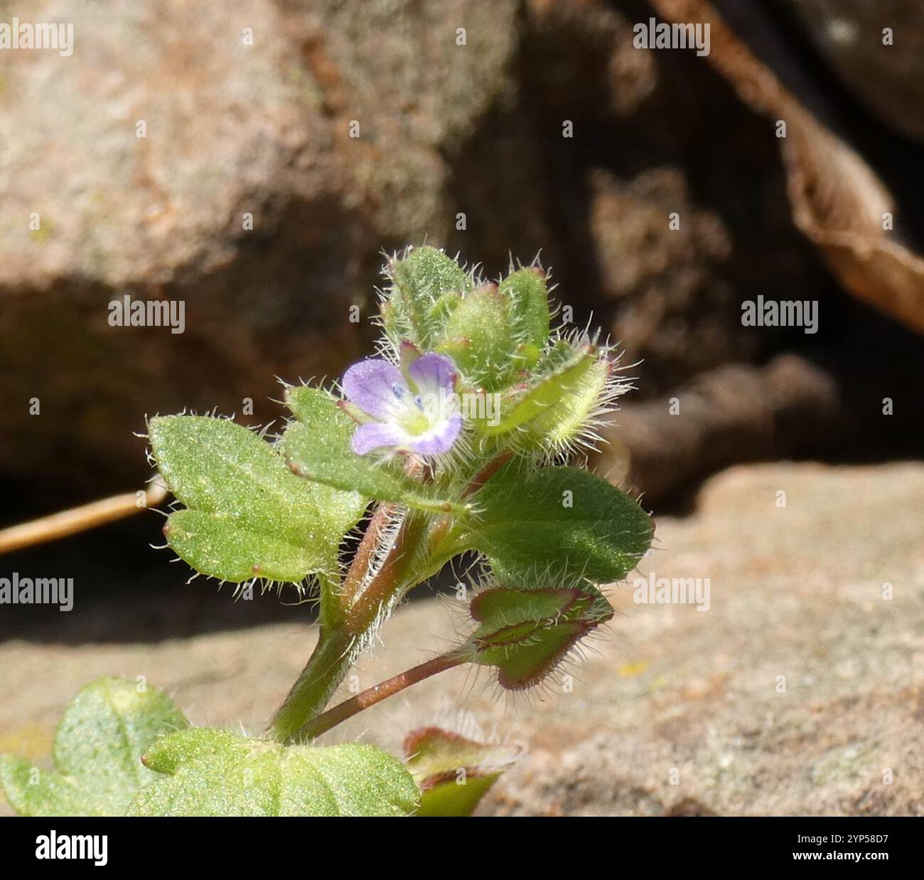 Ivy-leaved Speedwell (Veronica hederifolia Stock Photo - Alamy