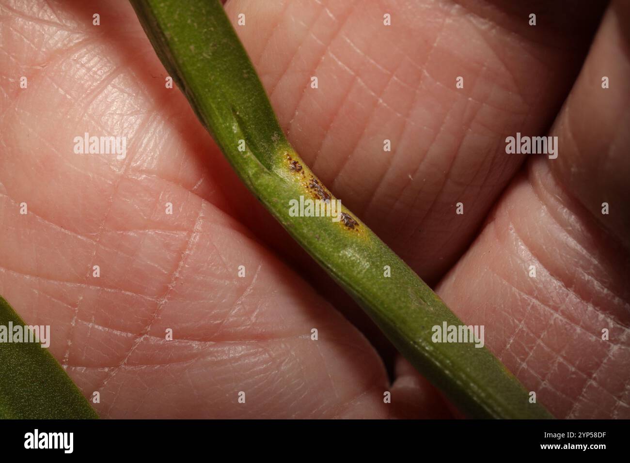 Bluebell rust (Uromyces hyacinthi Stock Photo - Alamy