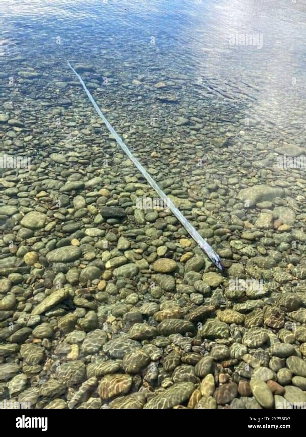 Benham's Streamerfish (Agrostichthys parkeri Stock Photo - Alamy