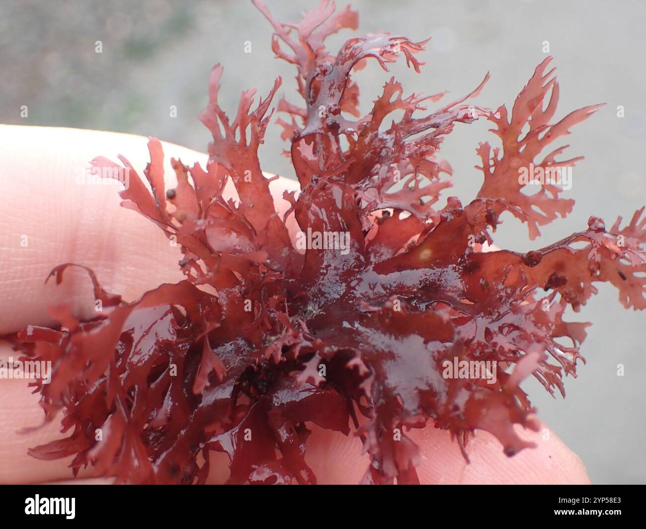 red algae (Rhodophyta Stock Photo - Alamy