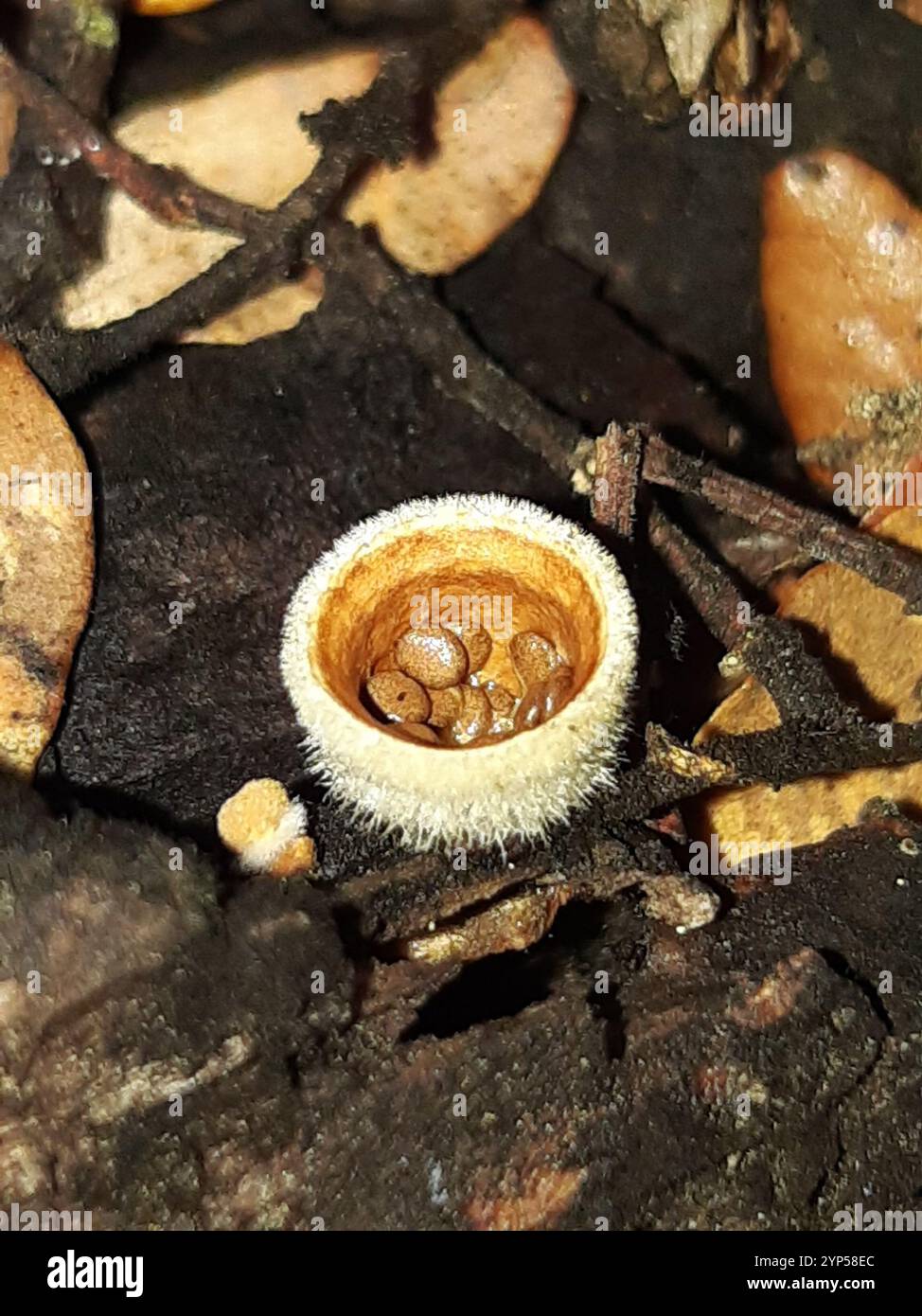 woolly bird's nest fungus (Nidula niveotomentosa Stock Photo - Alamy