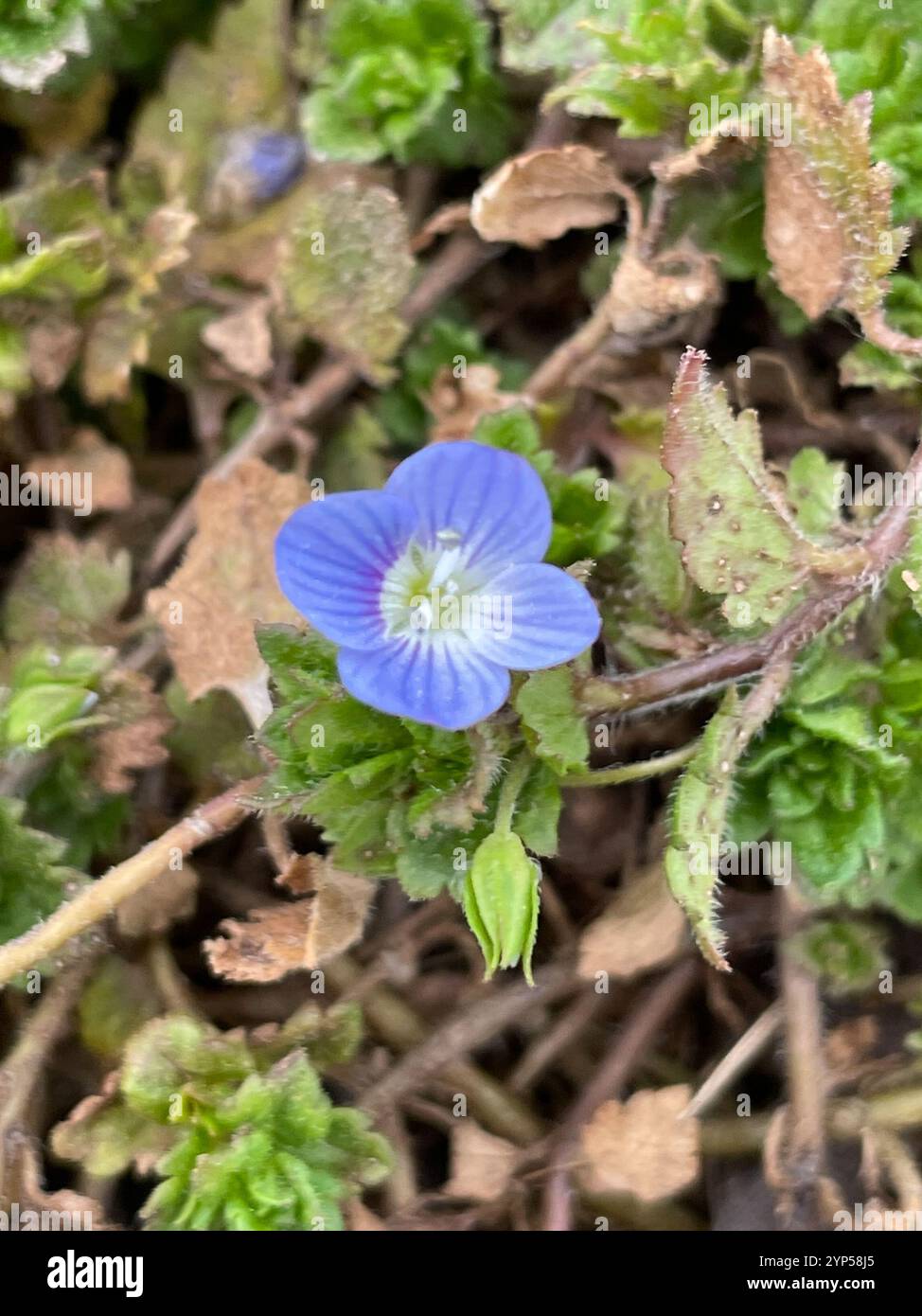 bird's-eye speedwell (Veronica persica Stock Photo - Alamy