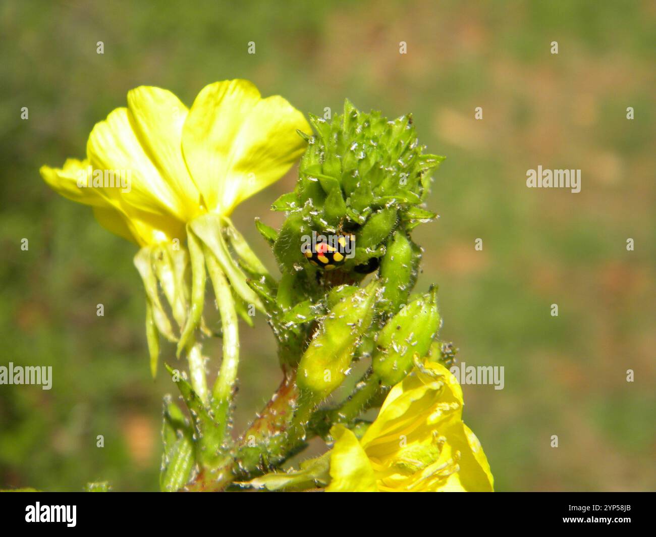 Sulfurous Lady Beetle (Cheilomenes sulphurea Stock Photo - Alamy