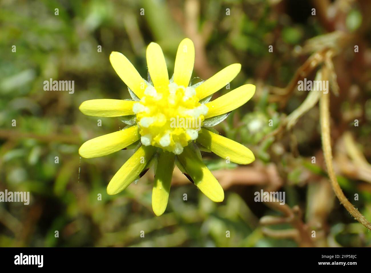 glue-seed (Blennosperma nanum Stock Photo - Alamy