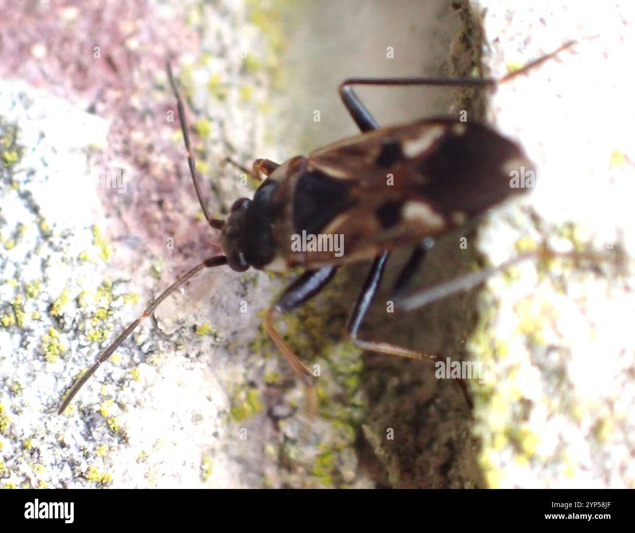 bright-spotted groundbug (Rhyparochromus vulgaris Stock Photo - Alamy