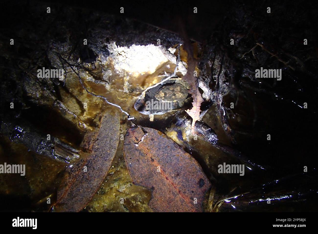 Common Eastern Froglet (Crinia signifera Stock Photo - Alamy