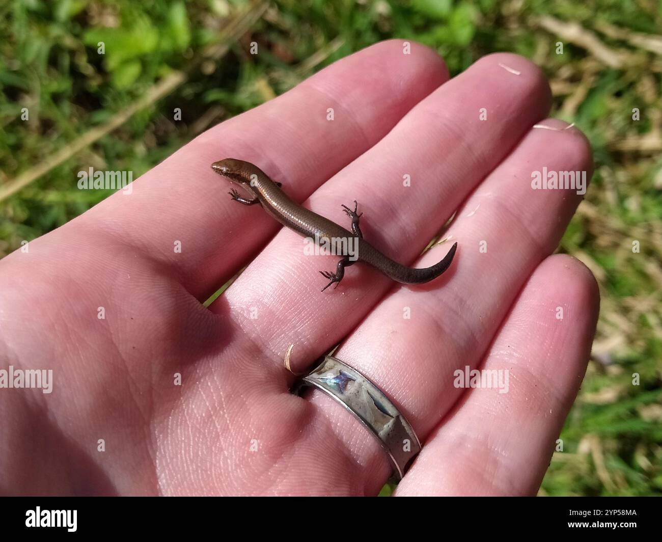 Wahlberg's Snake-eyed Skink (Panaspis wahlbergii Stock Photo - Alamy