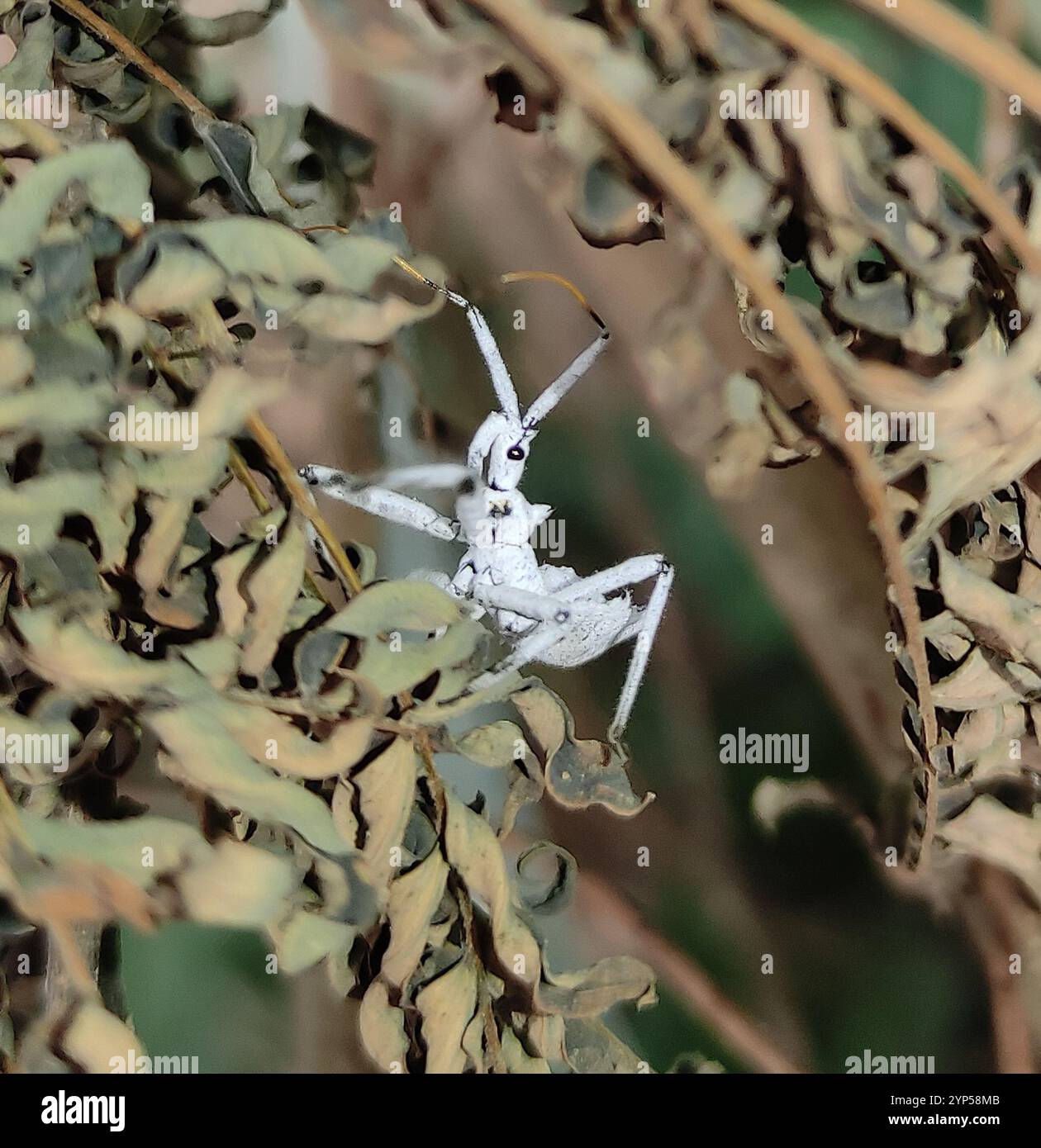 Harpactor hi-res stock photography and images - Alamy