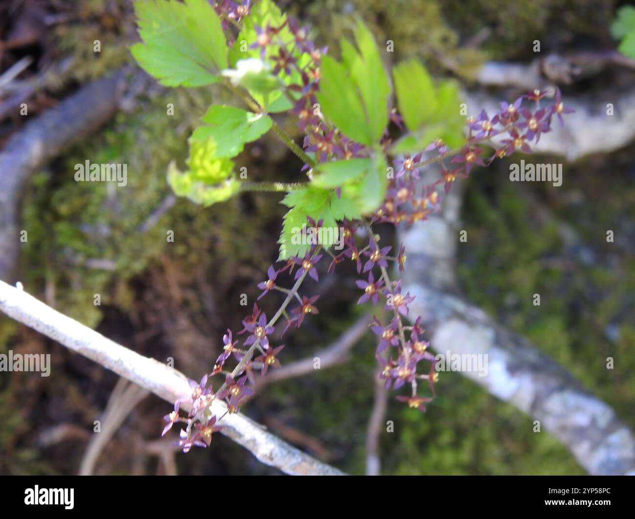 Xanthorhiza Yellow Root Yellowroot: An Underused Wetland Plant North