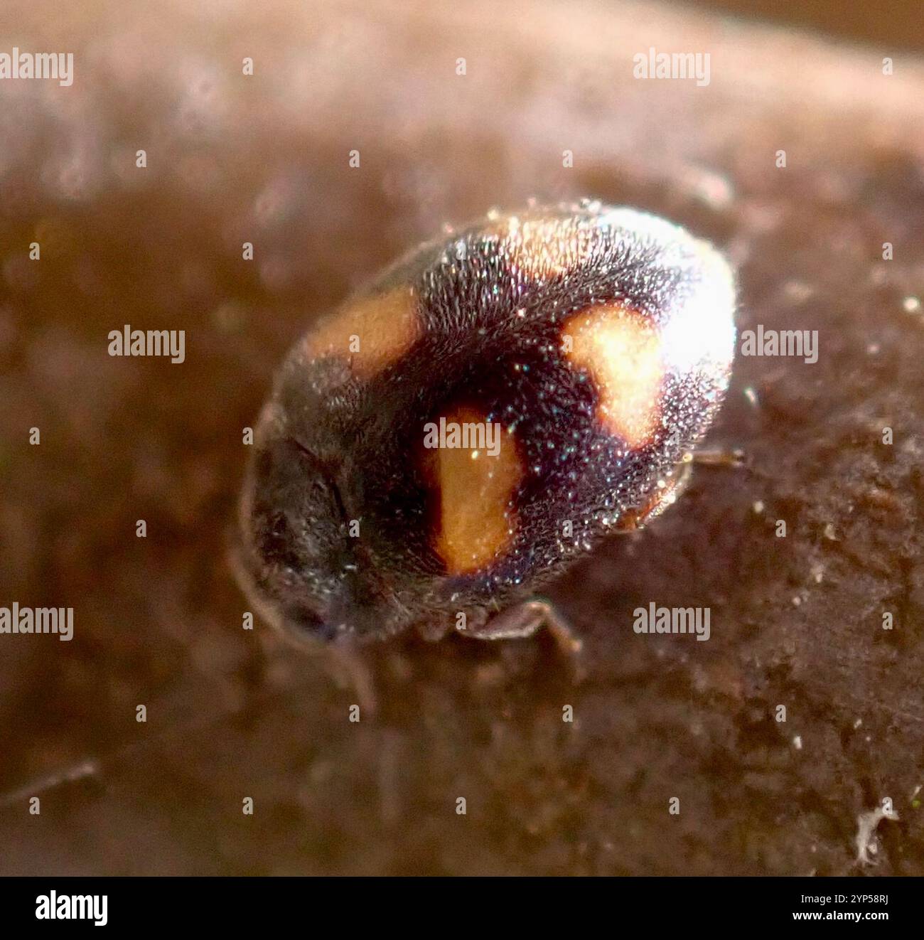 Four-spotted Nephus (Nephus quadrimaculatus Stock Photo - Alamy