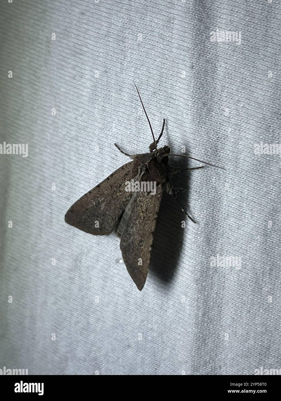 Variegated Cutworm Moth (Peridroma saucia Stock Photo - Alamy