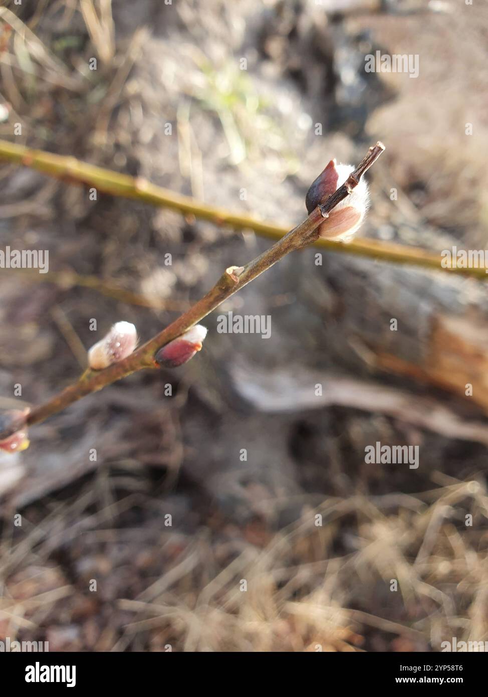 goat willow (Salix caprea Stock Photo - Alamy