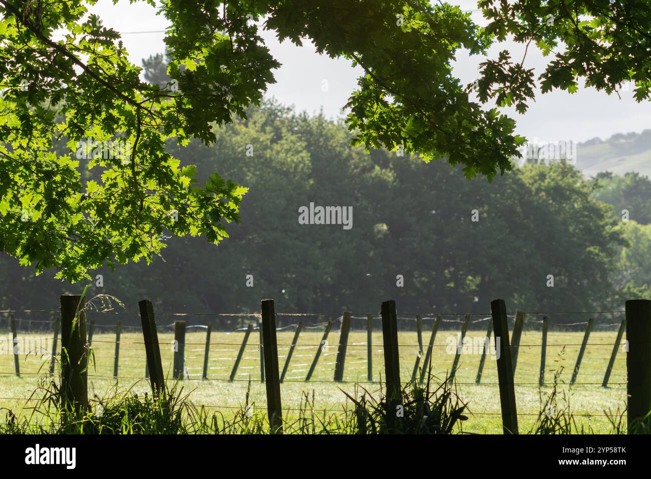 Old fences in morning sun and farm fence at Wallingford Hawkes Bay New ...