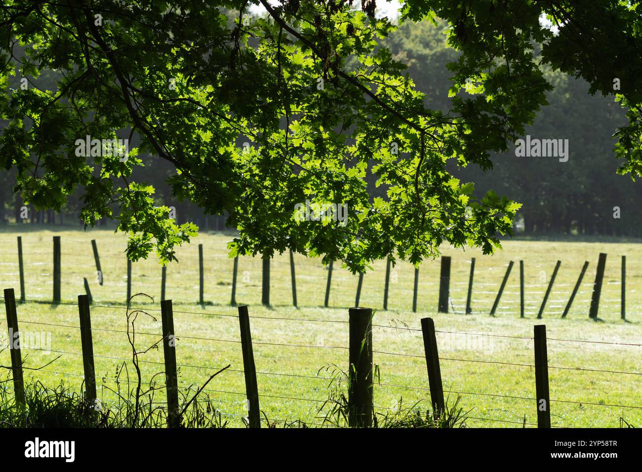Old fences in morning sun and farm fence at Wallingford Hawkes Bay New ...