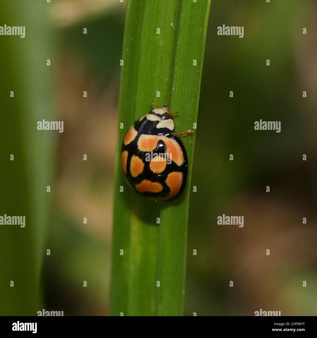 Lunate Lady Beetle (Cheilomenes lunata Stock Photo - Alamy