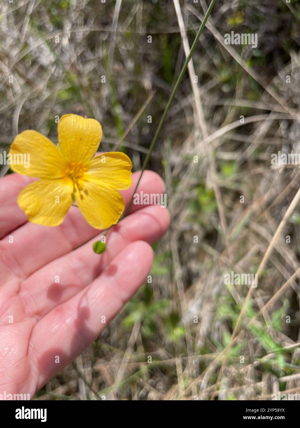 Asclepias lanceolata hi-res stock photography and images - Alamy
