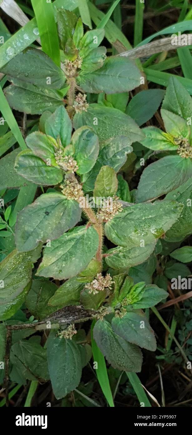 Asthma plant (Euphorbia hirta Stock Photo - Alamy