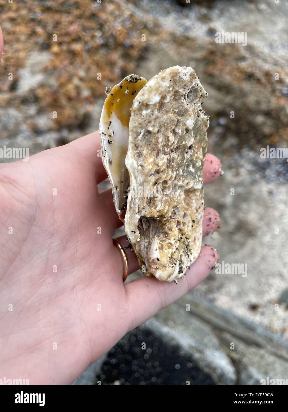 Pacific Oyster (Magallana gigas Stock Photo - Alamy