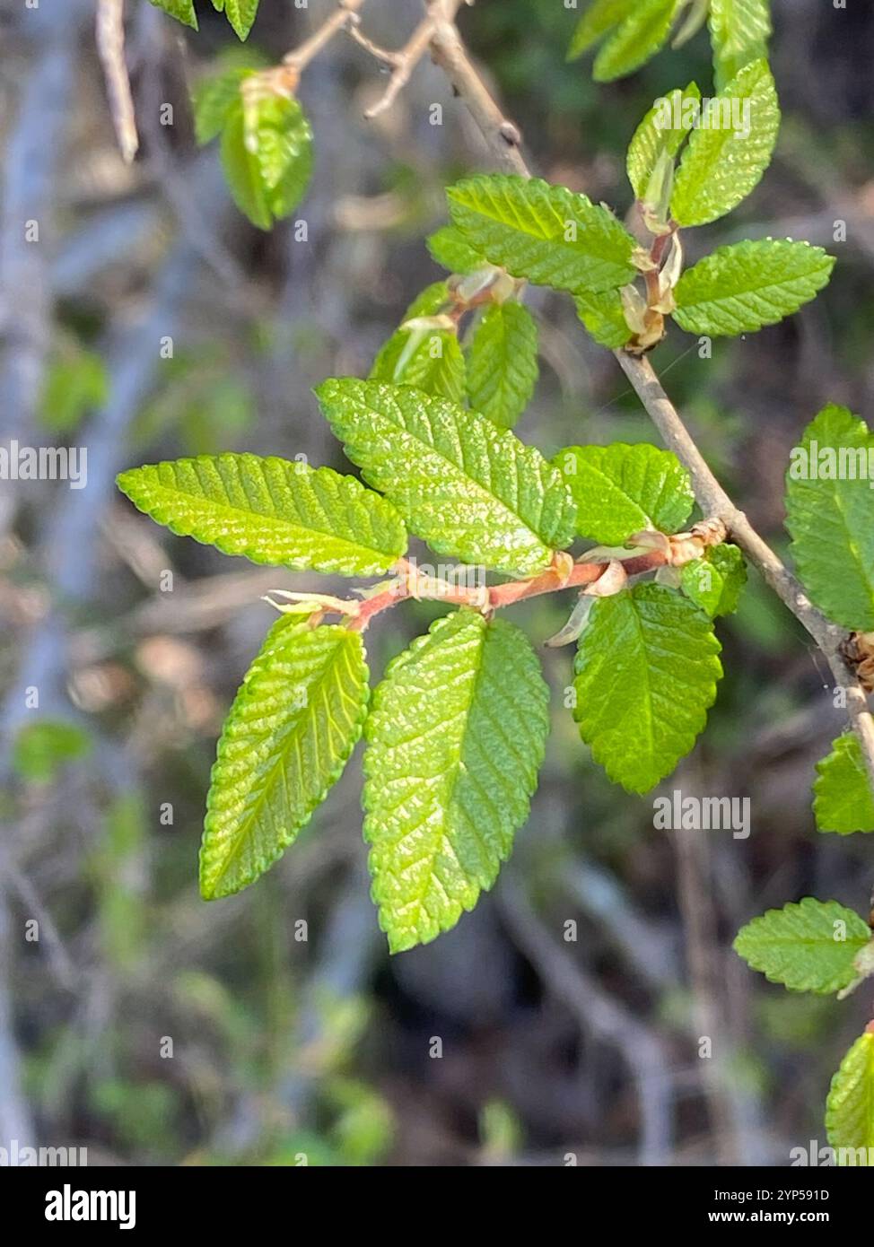 Cedar Elm (Ulmus crassifolia Stock Photo - Alamy