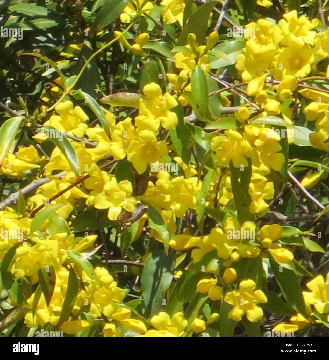 yellow jessamine (Gelsemium sempervirens Stock Photo - Alamy