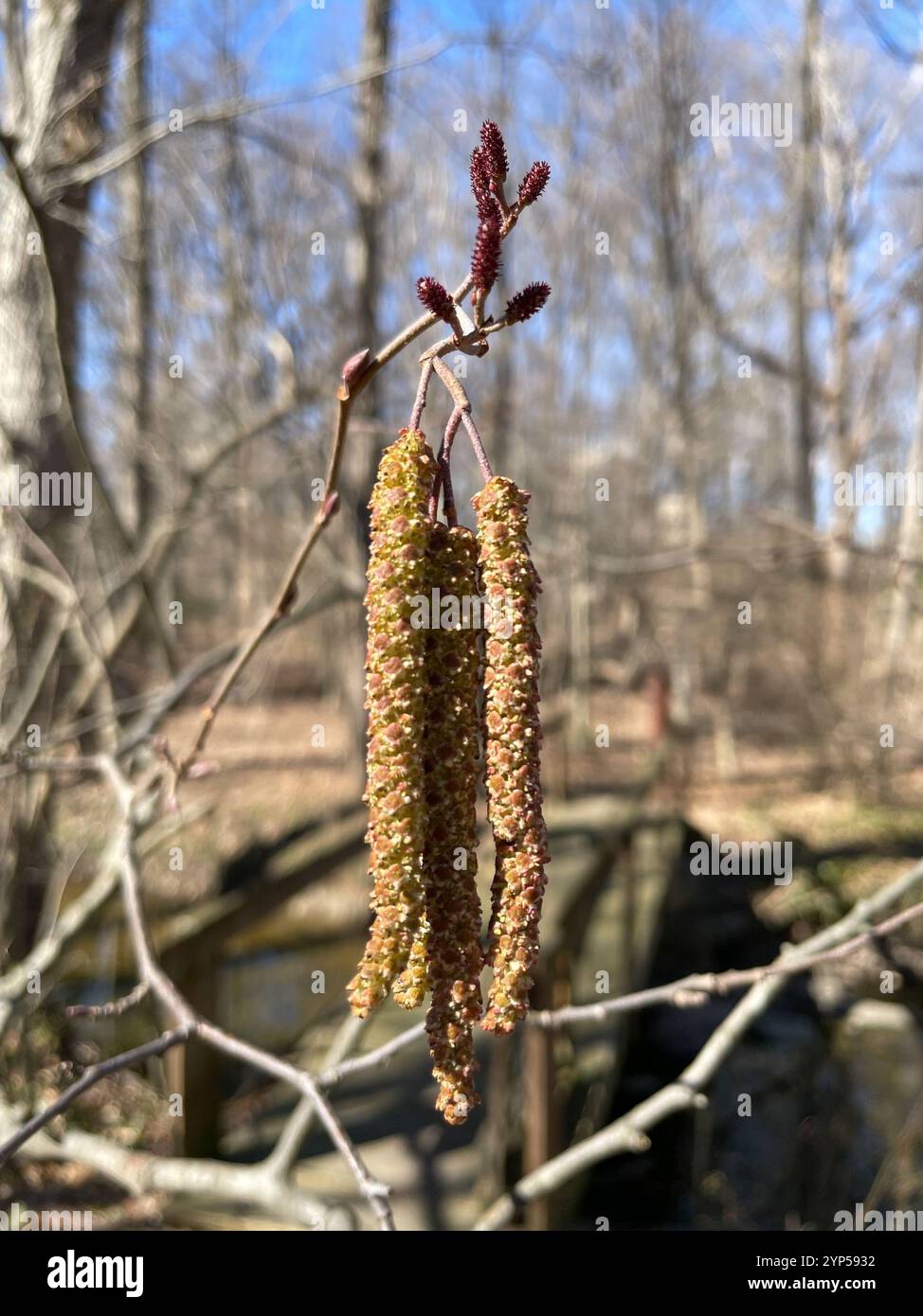 smooth alder (Alnus serrulata Stock Photo - Alamy