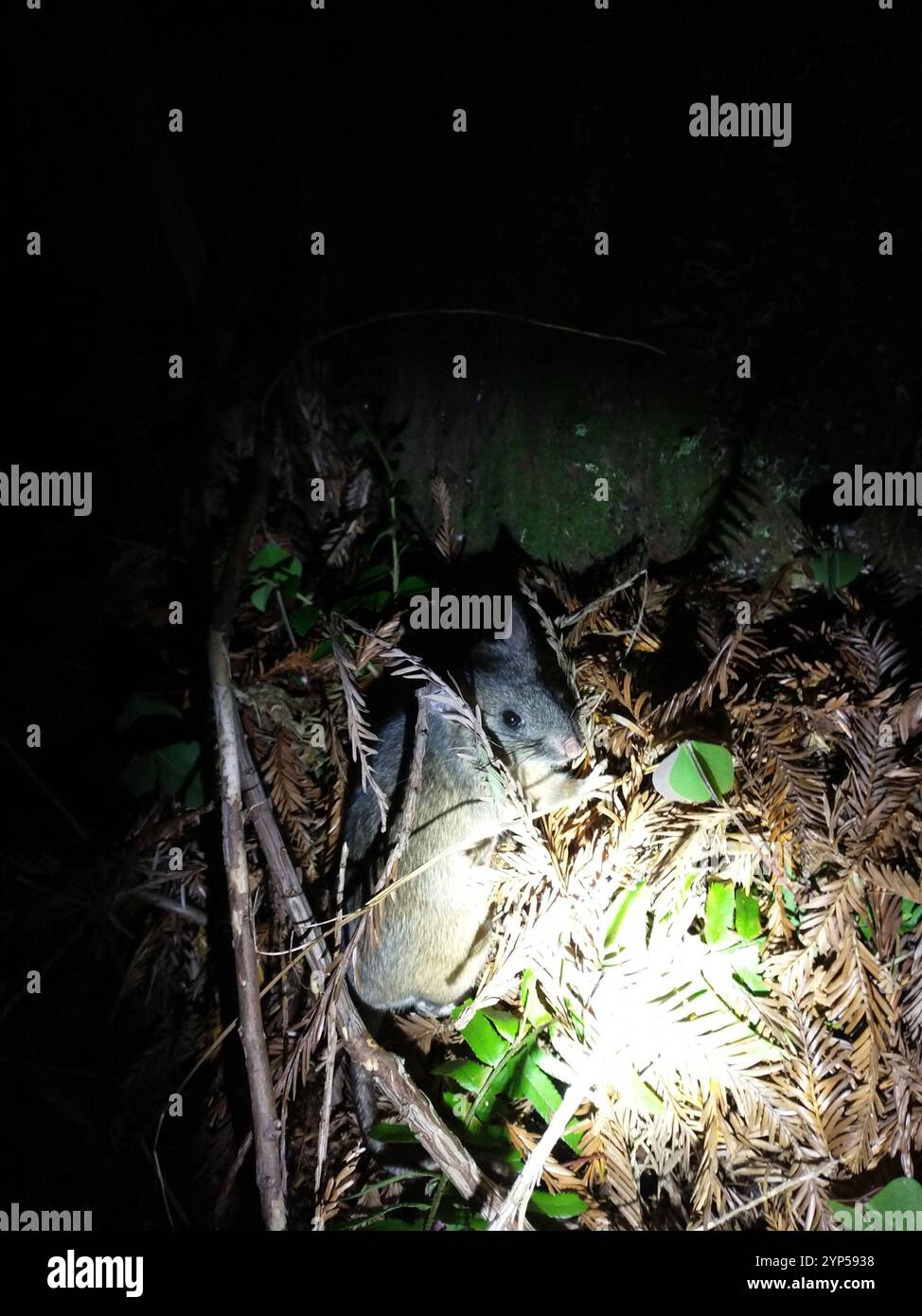 Dusky-footed Woodrat (Neotoma fuscipes Stock Photo - Alamy