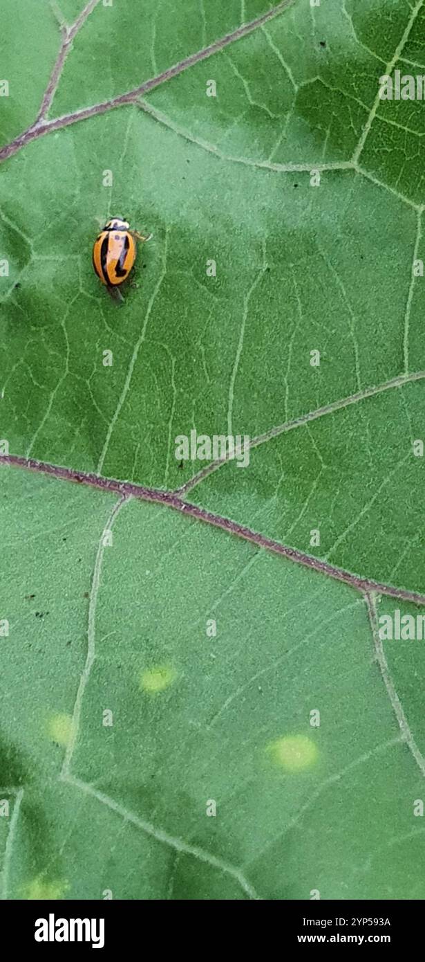 Micraspis hi-res stock photography and images - Alamy