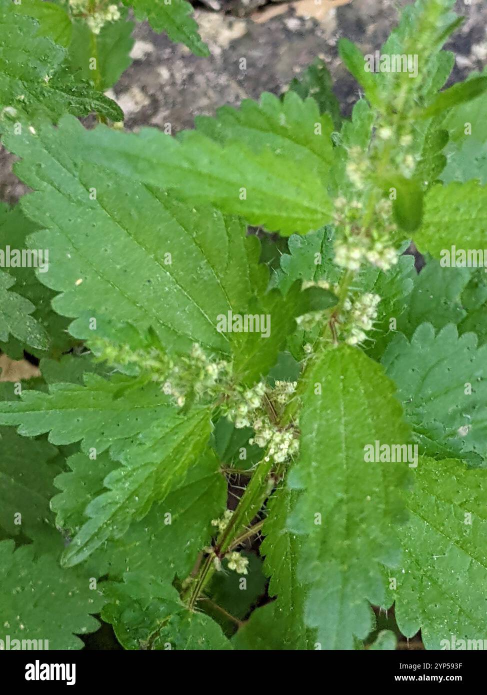 heartleaf nettle (Urtica chamaedryoides Stock Photo - Alamy
