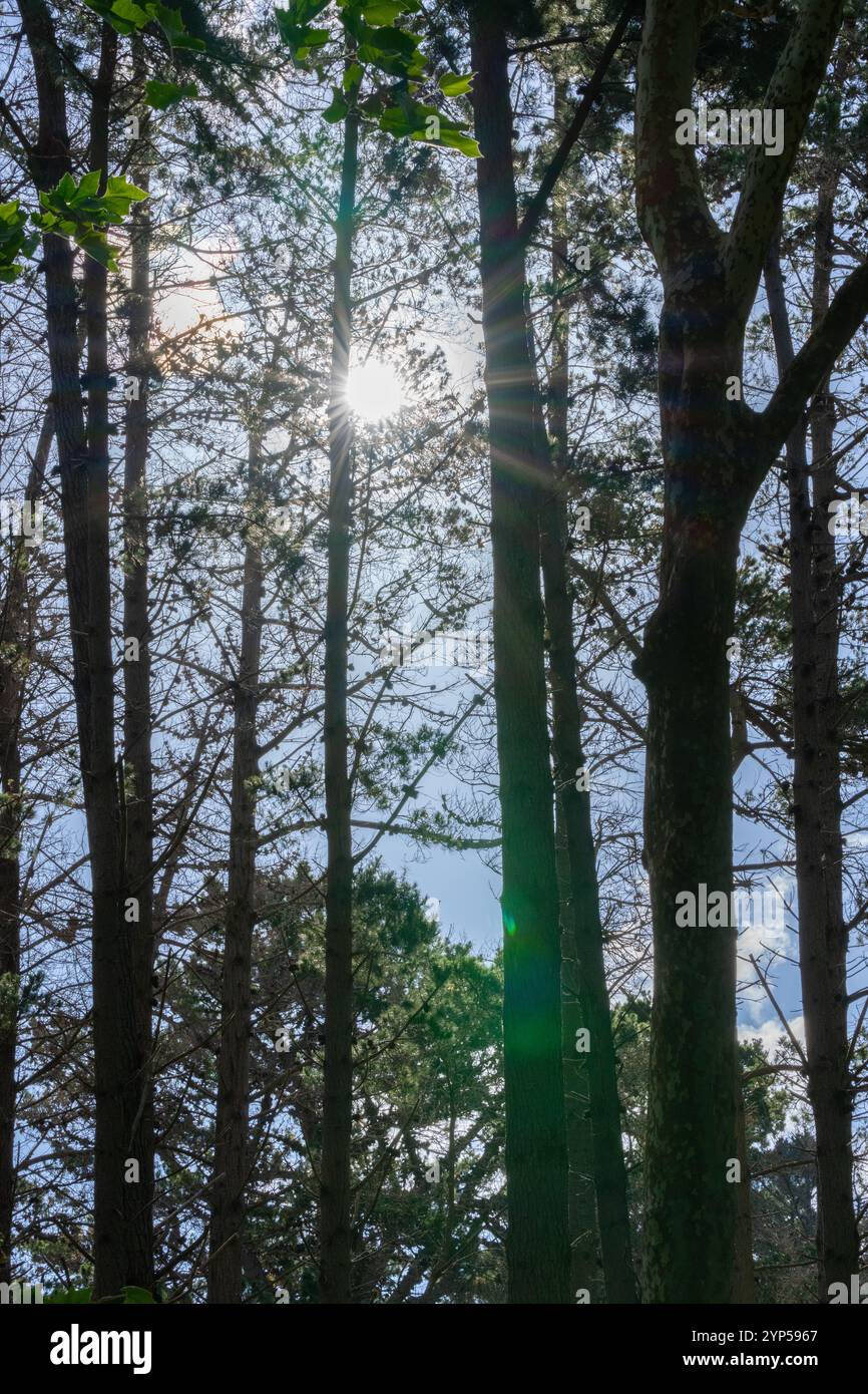 Vertical image of tall pine tree trees back-lit byt afternoon sun with ...