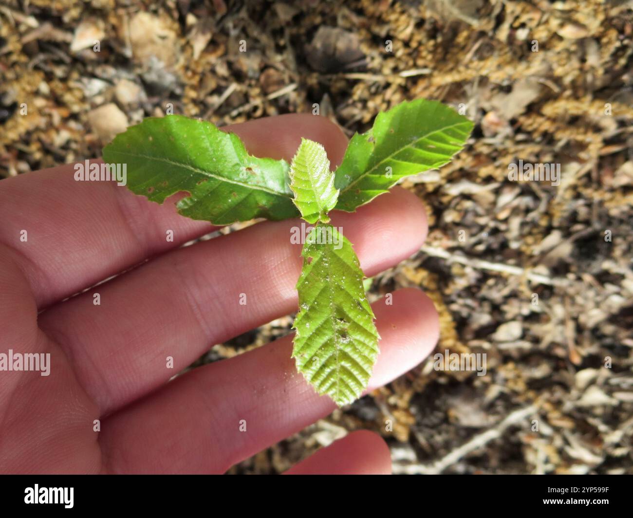 Sawtooth oak (Quercus acutissima Stock Photo - Alamy