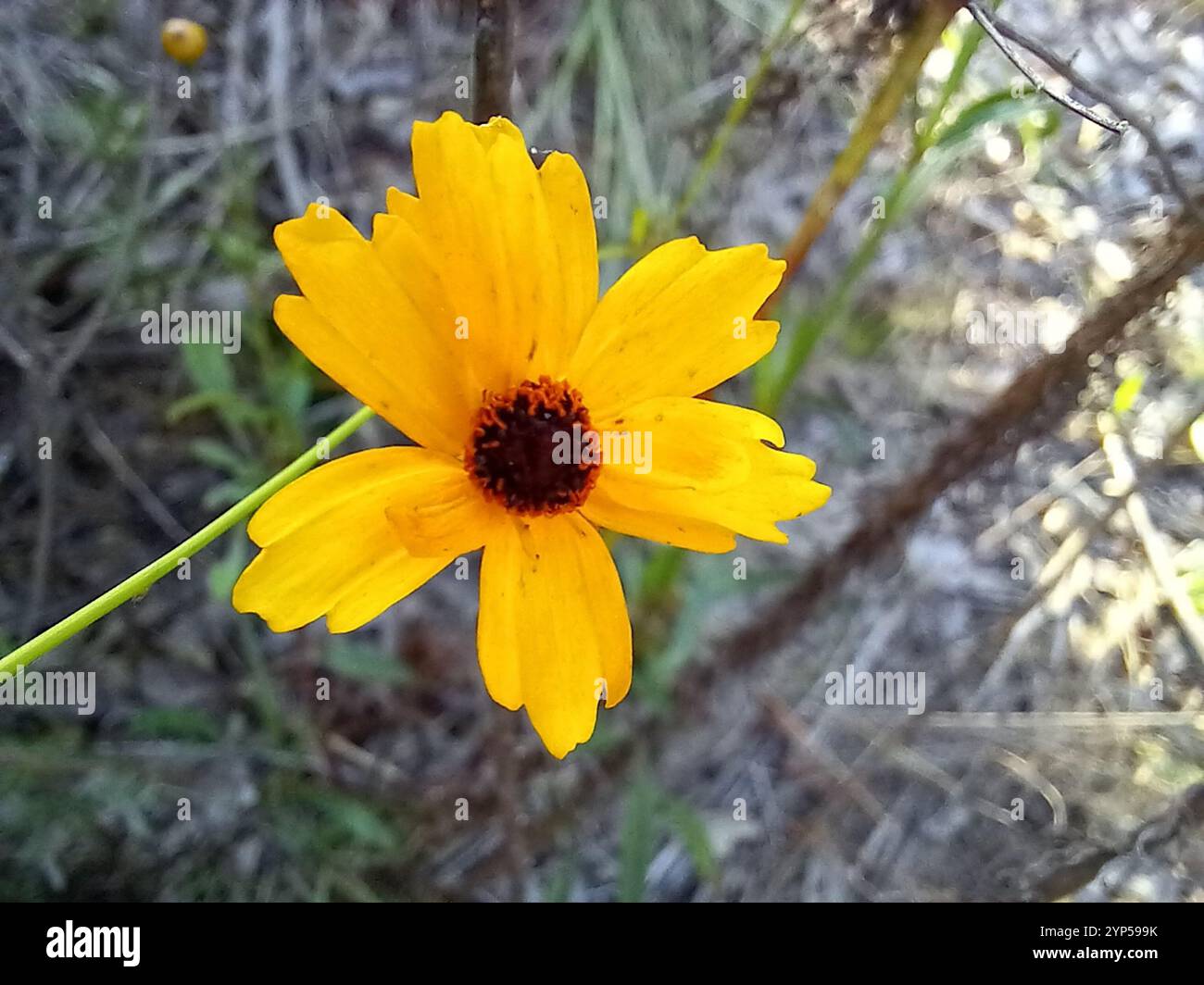 Leavenworth's Tickseed (Coreopsis leavenworthii Stock Photo - Alamy