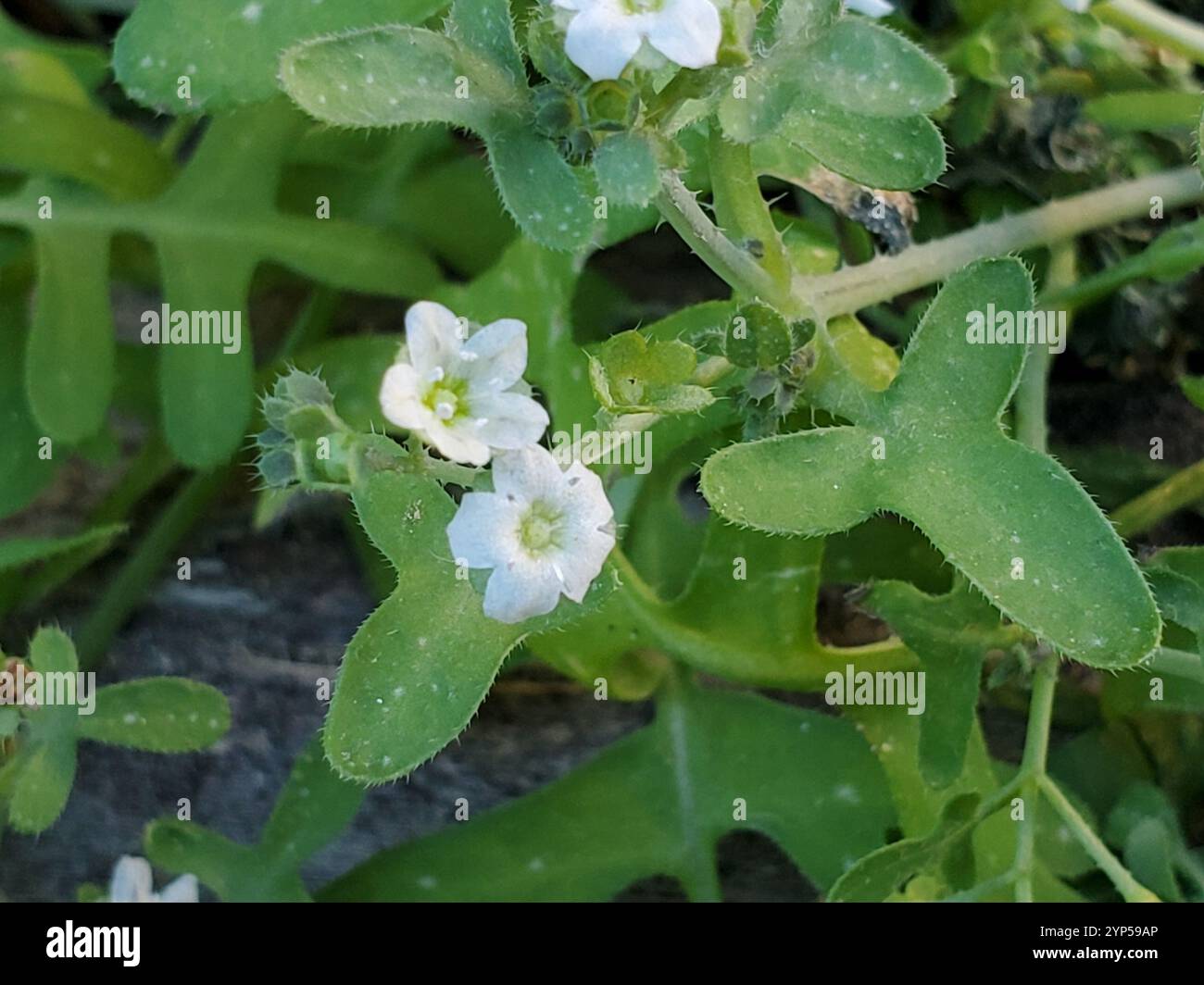 white fiesta flower (Pholistoma membranaceum Stock Photo - Alamy