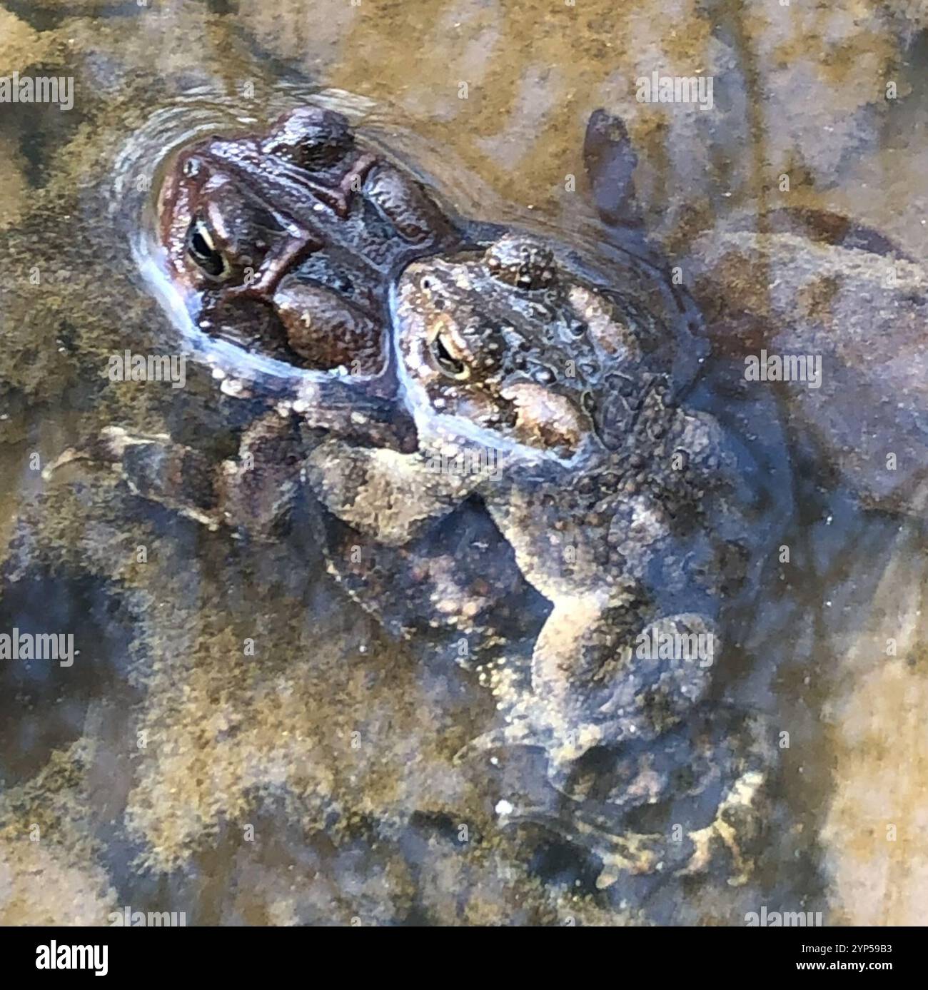 American Toad (Anaxyrus americanus Stock Photo - Alamy